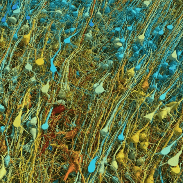Harvard's brain map reveals clues about the neural cell networks that ...